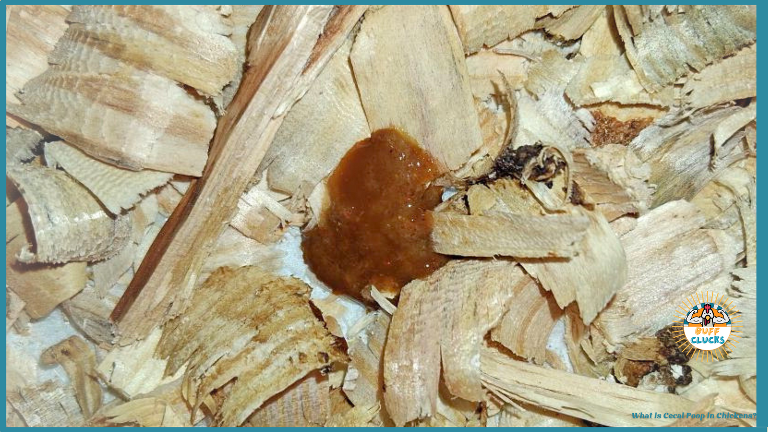 What is Cecal Poop in Chickens? – Buff Clucks