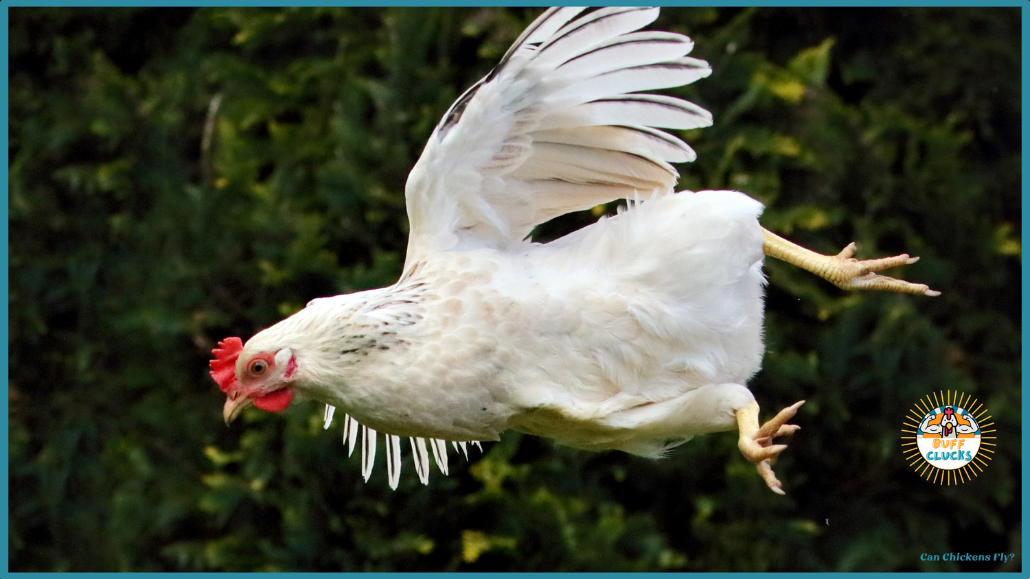 Can Chickens Fly? – Buff Clucks
