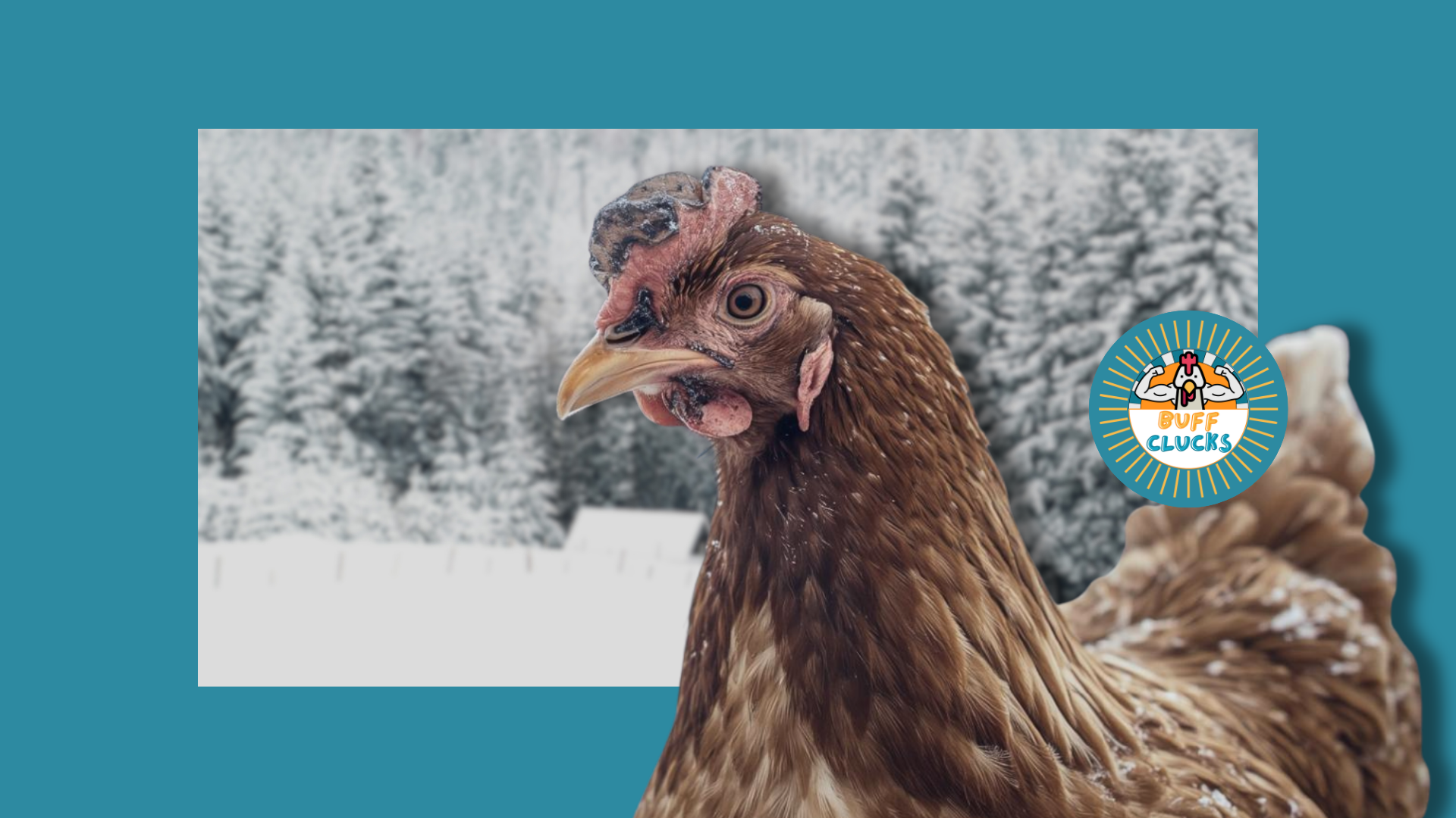 Chicken Frostbite Prevention Made Simple – Buff Clucks