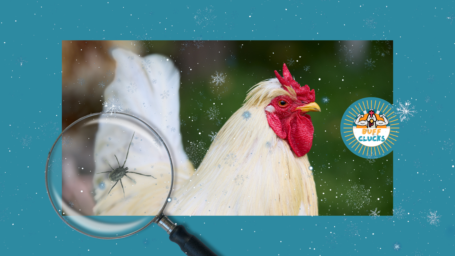 Winter Chicken Mite Prevention for Cold Weather Mite Spikes – Buff Clucks
