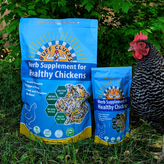 What is Cecal Poop in Chickens? – Buff Clucks