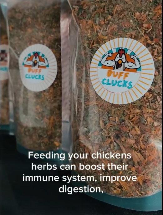 Nesting Box Herbs: A Must-Have for Backyard Chickens – Buff Clucks