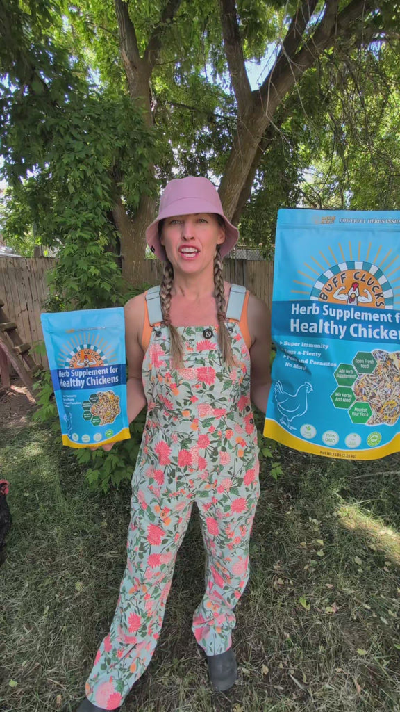 What is Cecal Poop in Chickens? – Buff Clucks