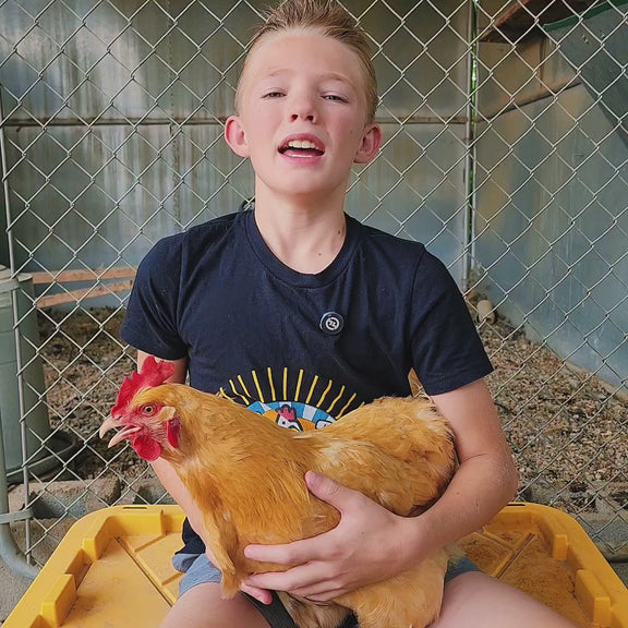 What is Cecal Poop in Chickens? – Buff Clucks